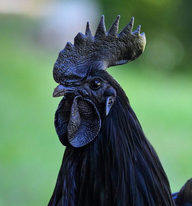 „Goth Chicken” tak można by nazwać niezwykle rzadki gatunek drobiu ...