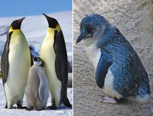 #2 Jak Pingwiny znoszą zimno?