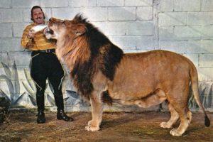 Simba – największy lew w historii // fot. gazette-news.co.uk